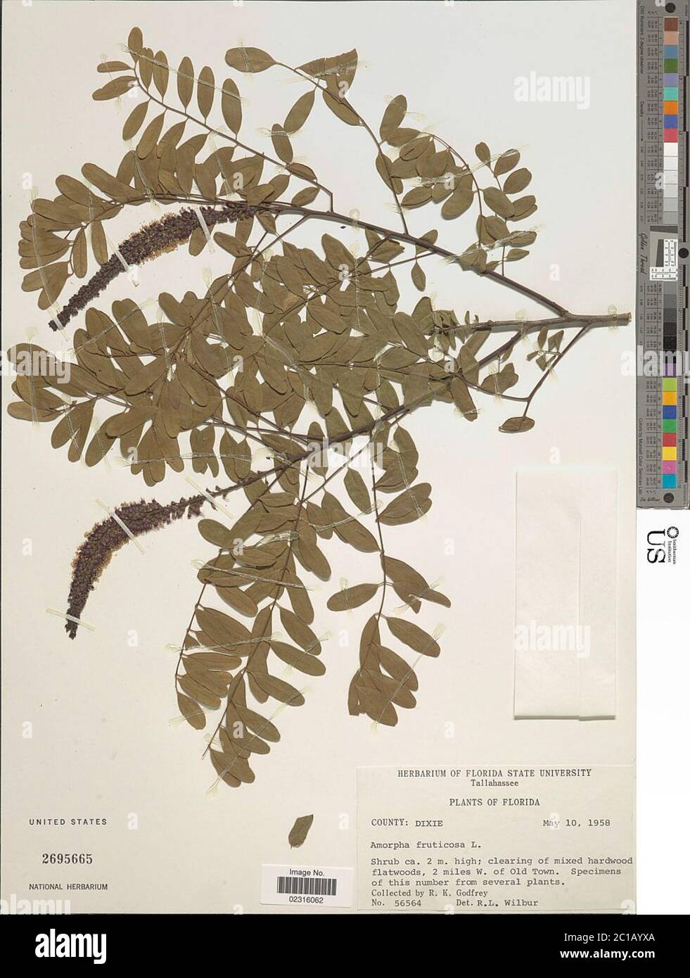 Amorpha fruticosa L Amorpha fruticosa L Stock Photo - Alamy
