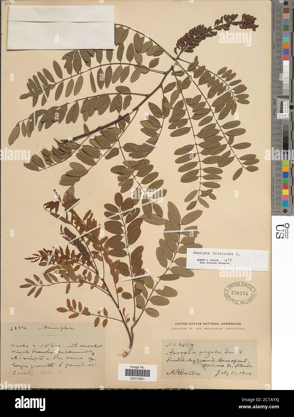 Amorpha fruticosa L Amorpha fruticosa L Stock Photo - Alamy