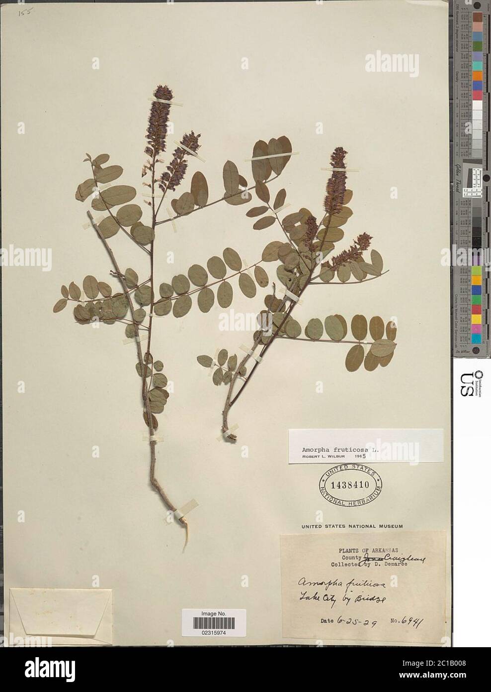 Amorpha fruticosa L Amorpha fruticosa L Stock Photo - Alamy