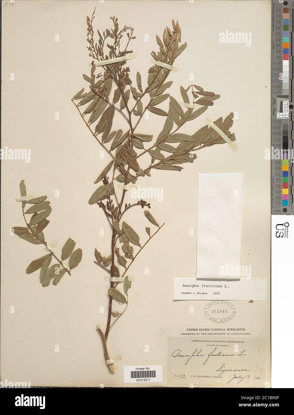 Amorpha fruticosa L Amorpha fruticosa L Stock Photo - Alamy