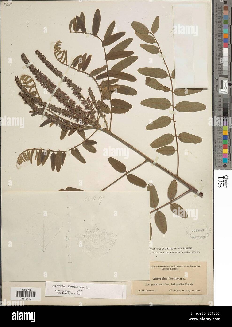 Amorpha fruticosa L Amorpha fruticosa L Stock Photo - Alamy