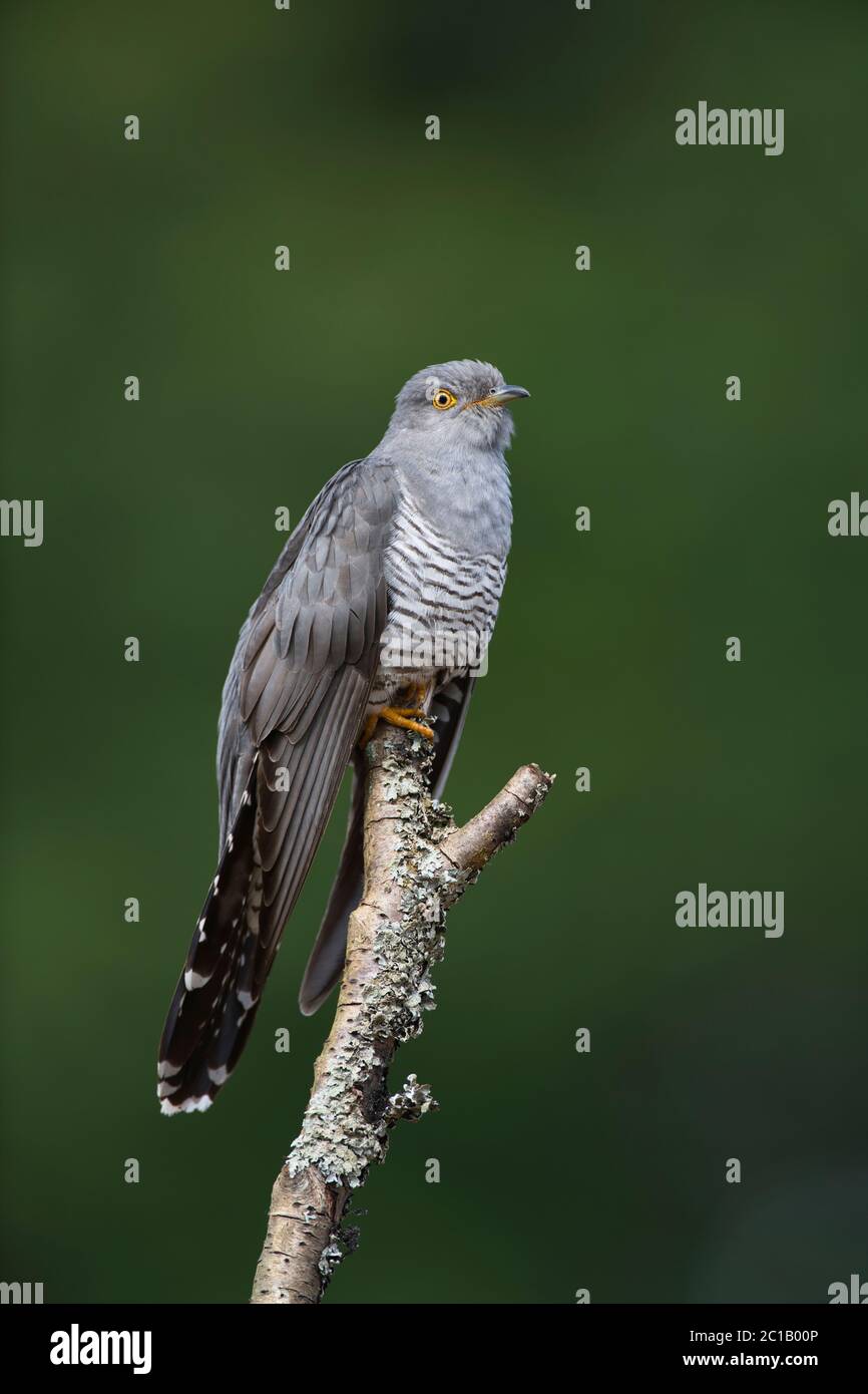 Common cuckoo cuculus canorus male hi-res stock photography and images ...