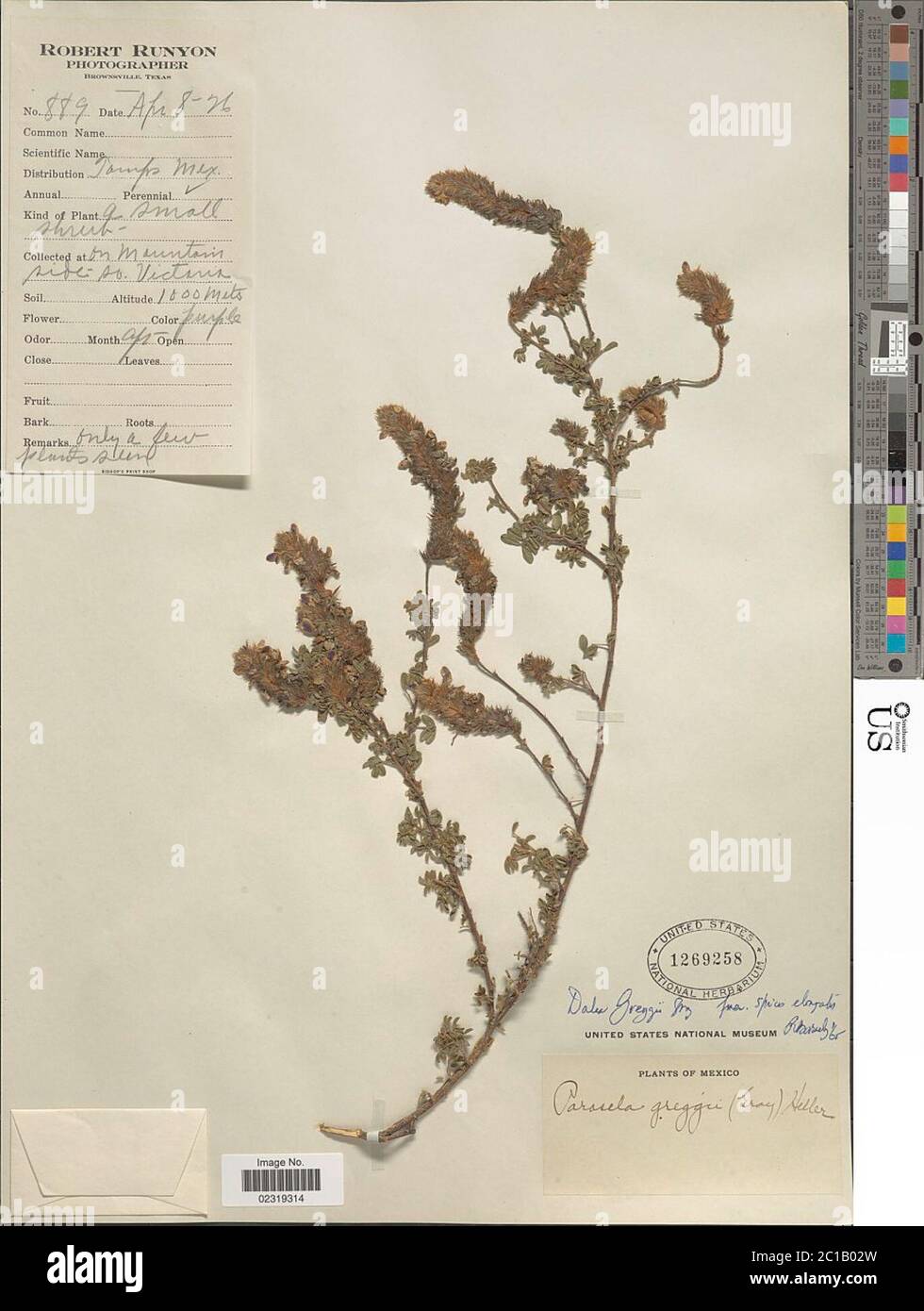 Dalea greggii A Gray Dalea greggii A Gray Stock Photo - Alamy