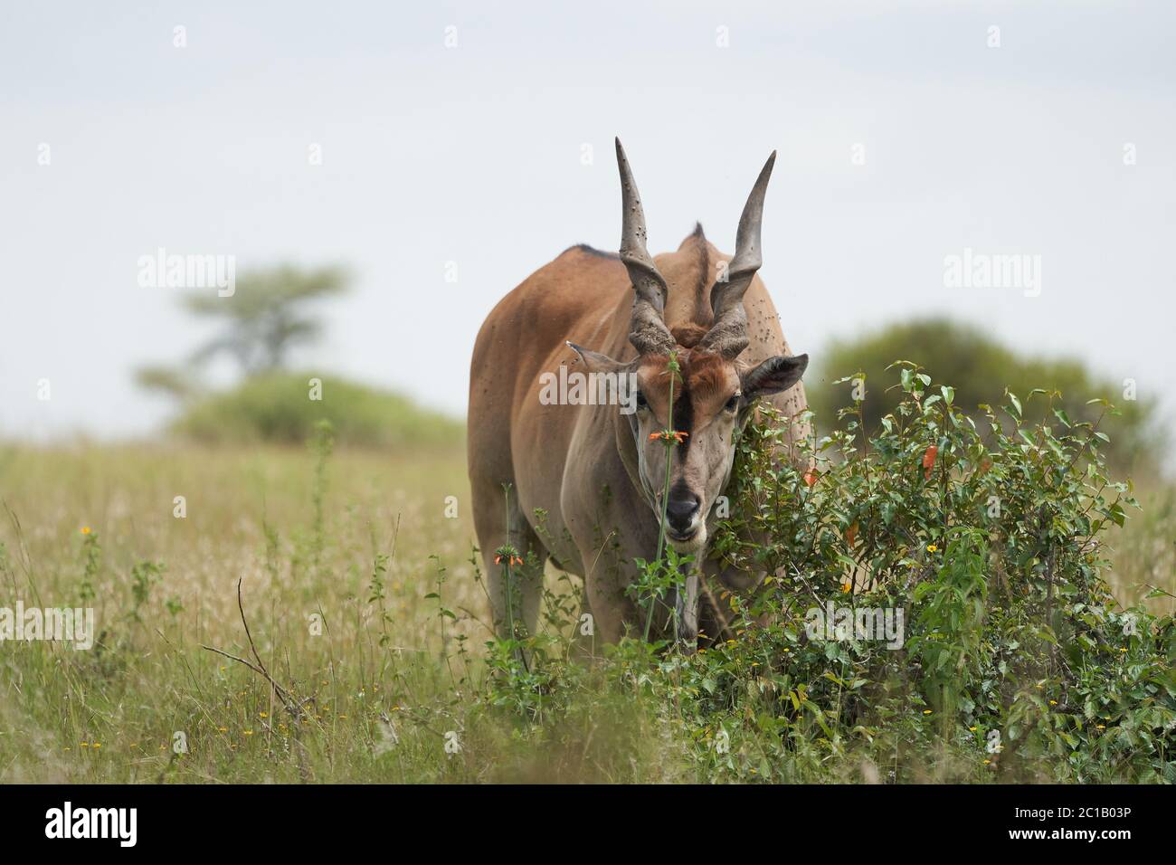 Common eland Taurotragus oryx also known as southern eland or eland ...