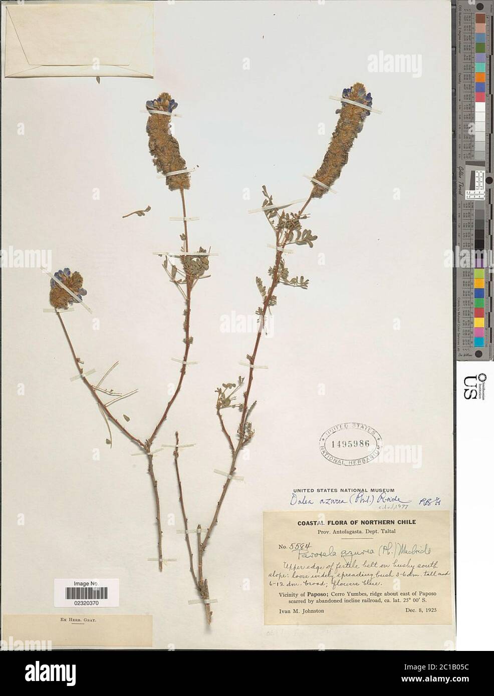 Dalea azurea Phil Reiche Dalea azurea Phil Reiche Stock Photo - Alamy