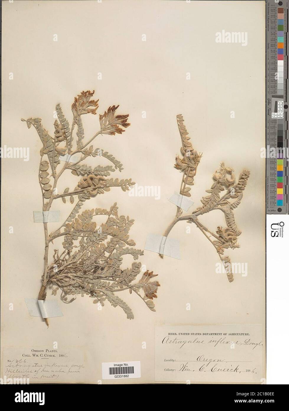 Astragalus inflexus Douglas Astragalus inflexus Douglas Stock Photo - Alamy