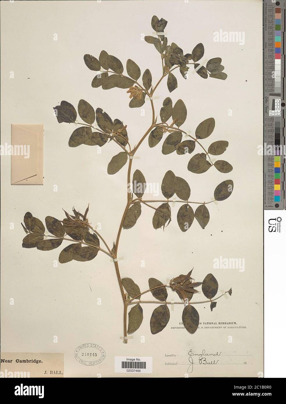 Astragalus sp Astragalus sp Stock Photo - Alamy
