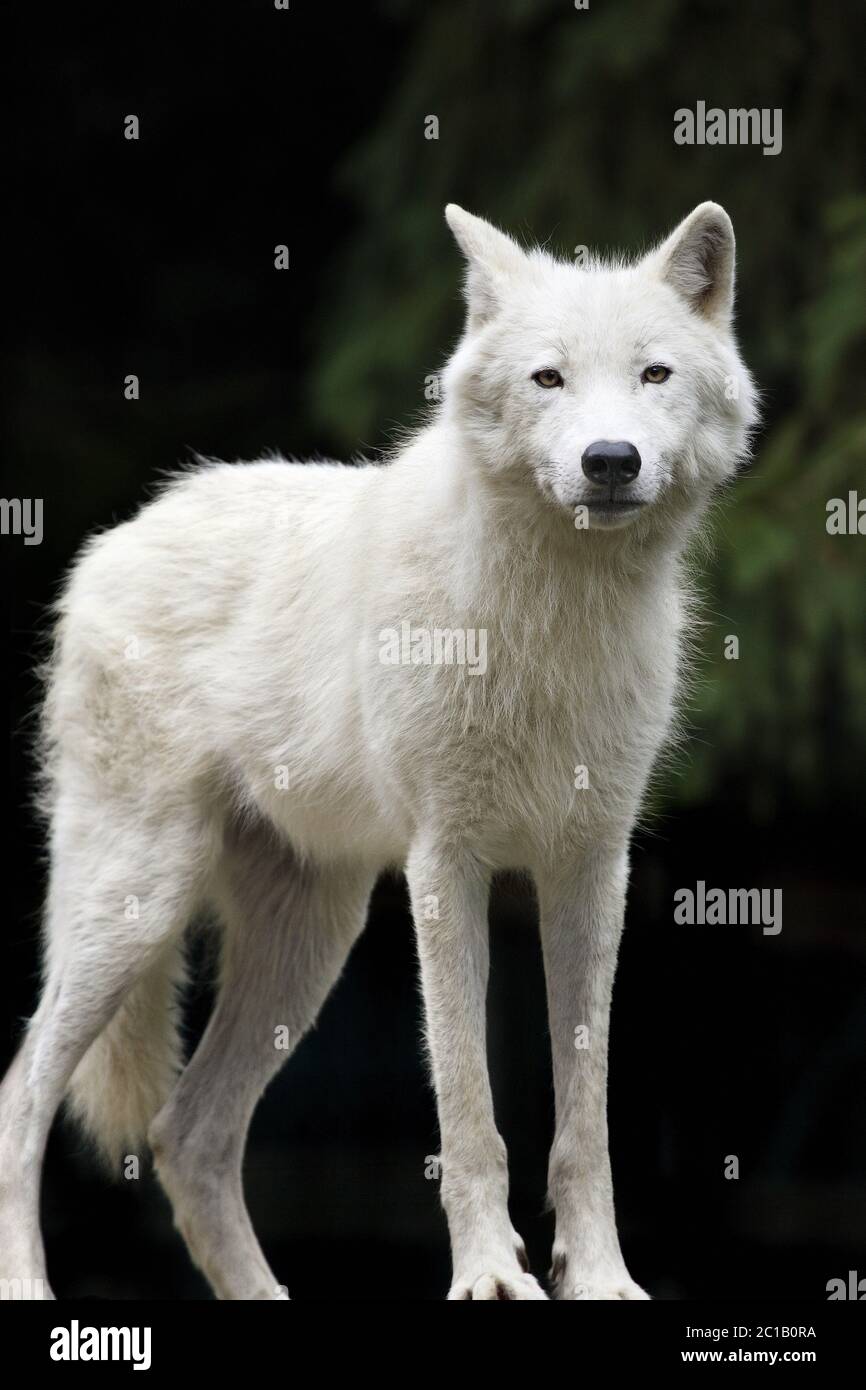 Arctic wolf - Canis lupus arctos Stock Photo - Alamy