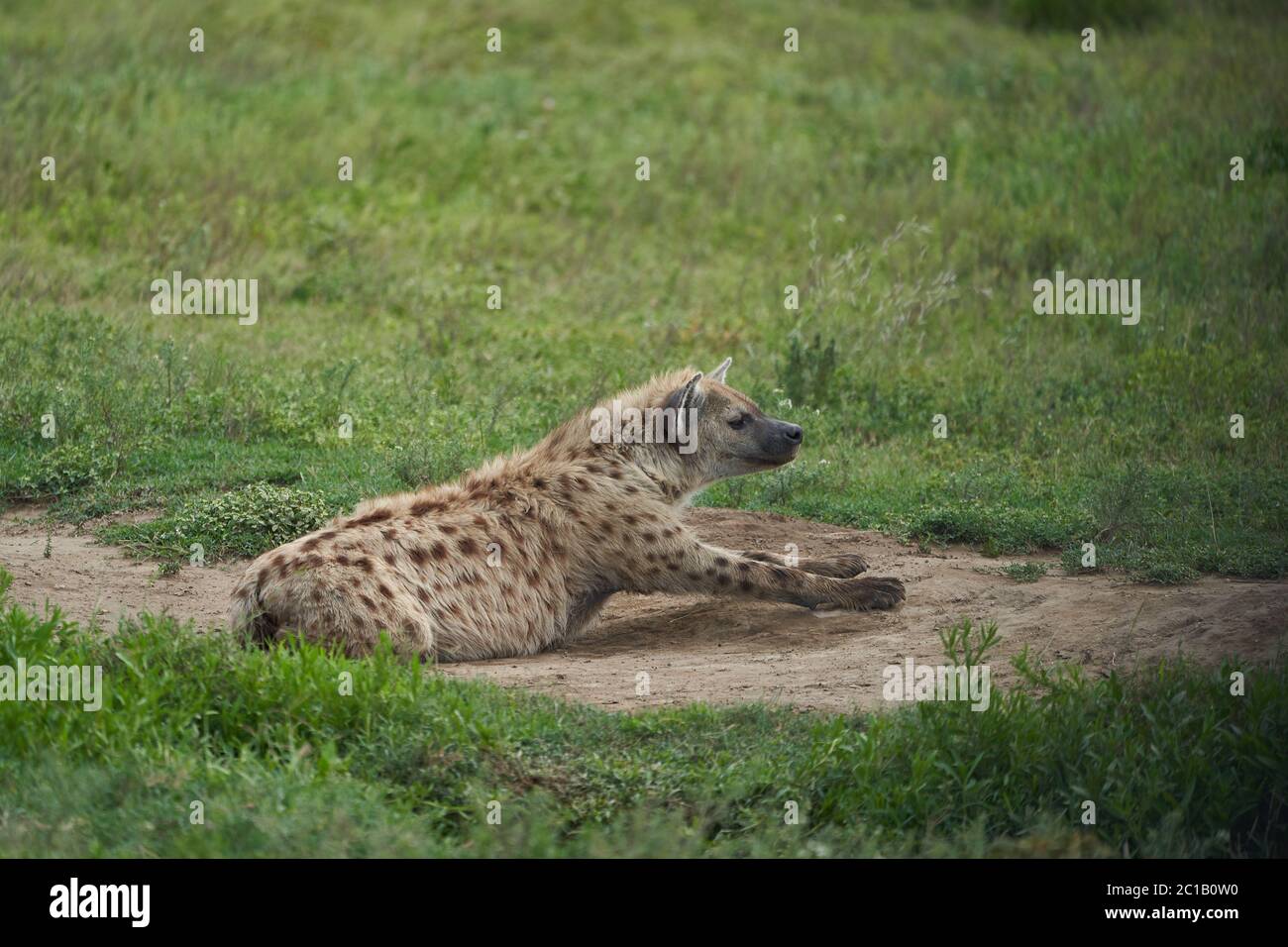 Laughing hyena africa hi-res stock photography and images - Alamy