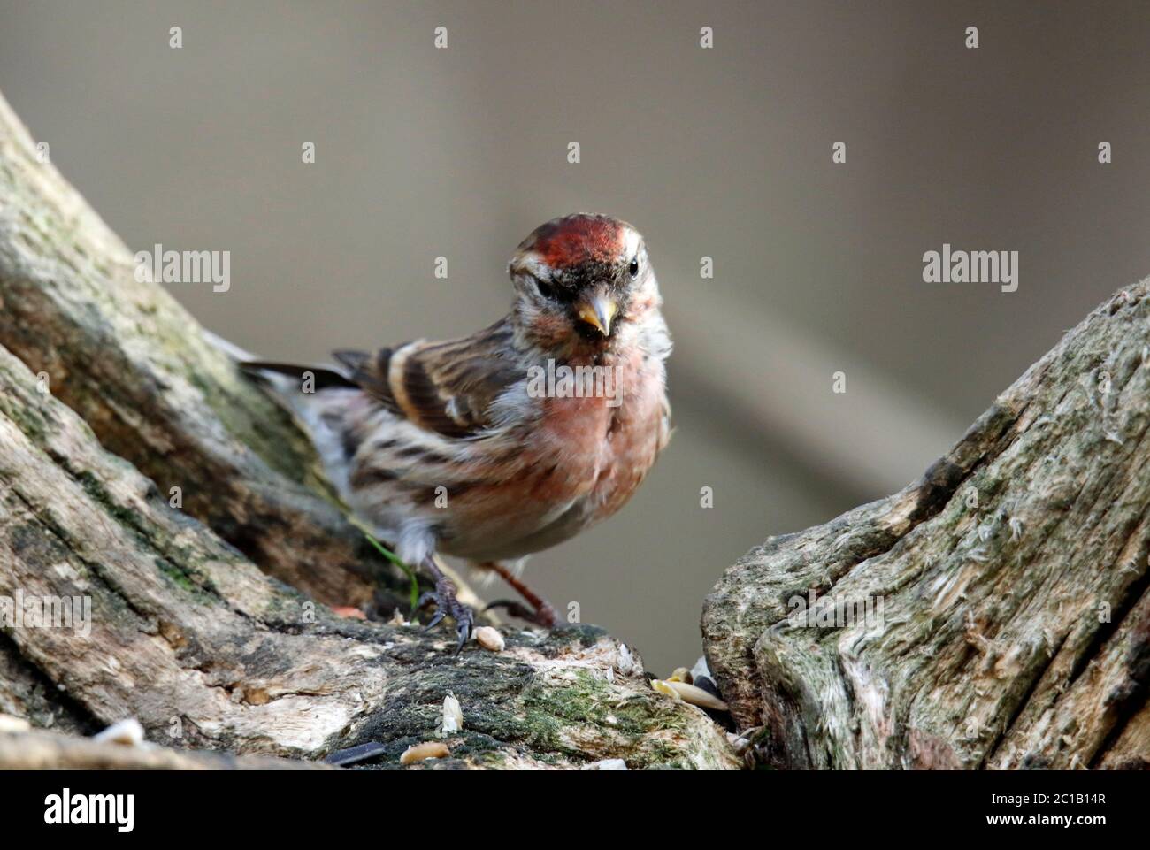 Lesser redpoll in the woods Stock Photo - Alamy