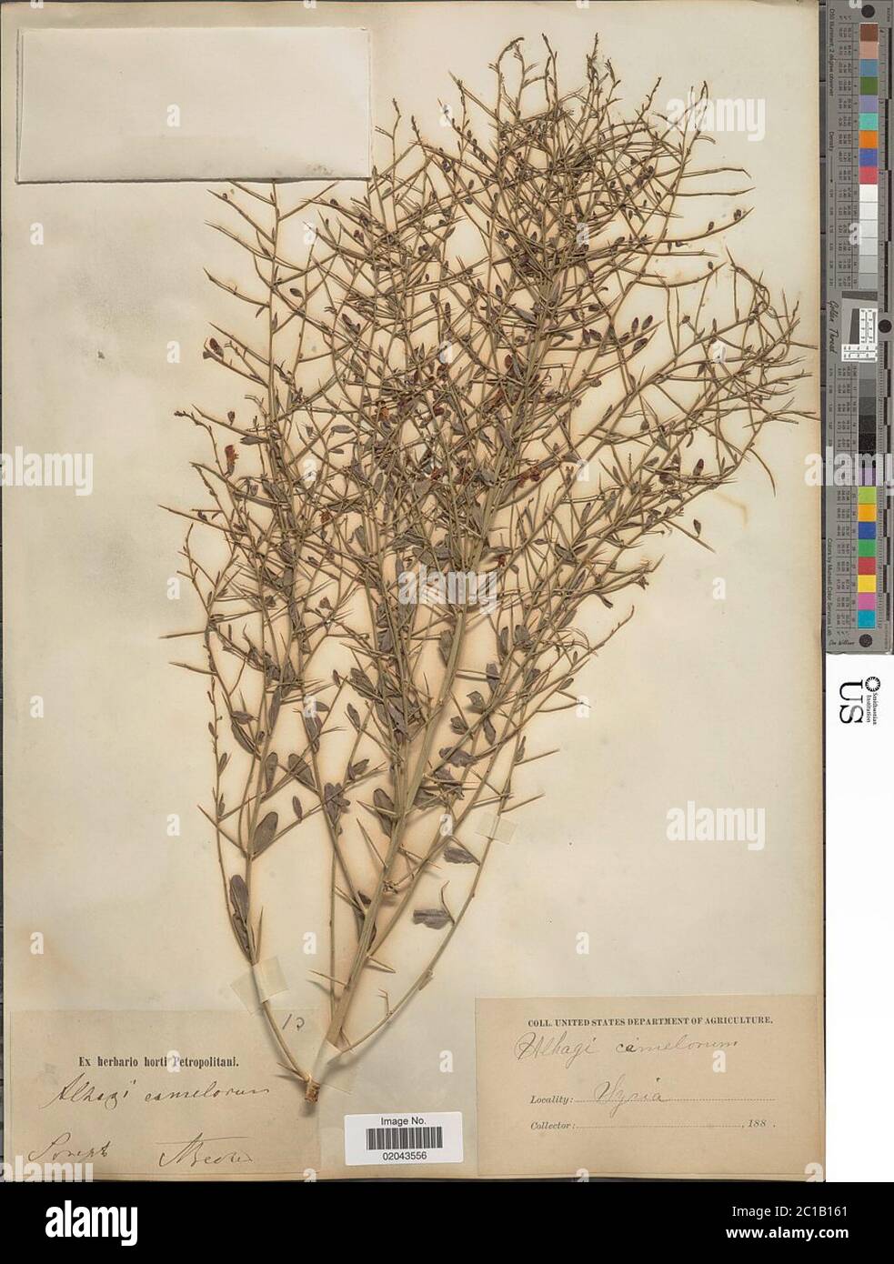 Alhagi camelorum Fisch Alhagi camelorum Fisch Stock Photo - Alamy