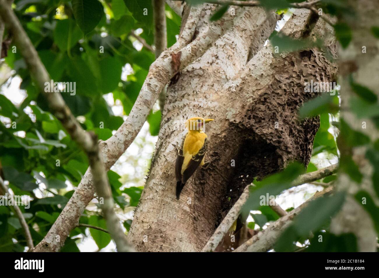 Cream-colored woodpecker (Celeus flavus peruvianus) in the Peruvian ...