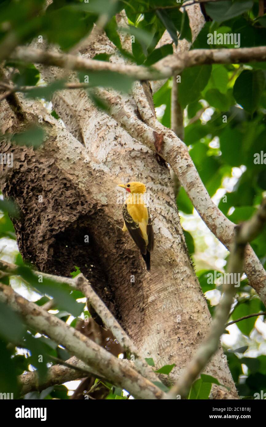 Cream-colored woodpecker (Celeus flavus peruvianus) in the Peruvian ...