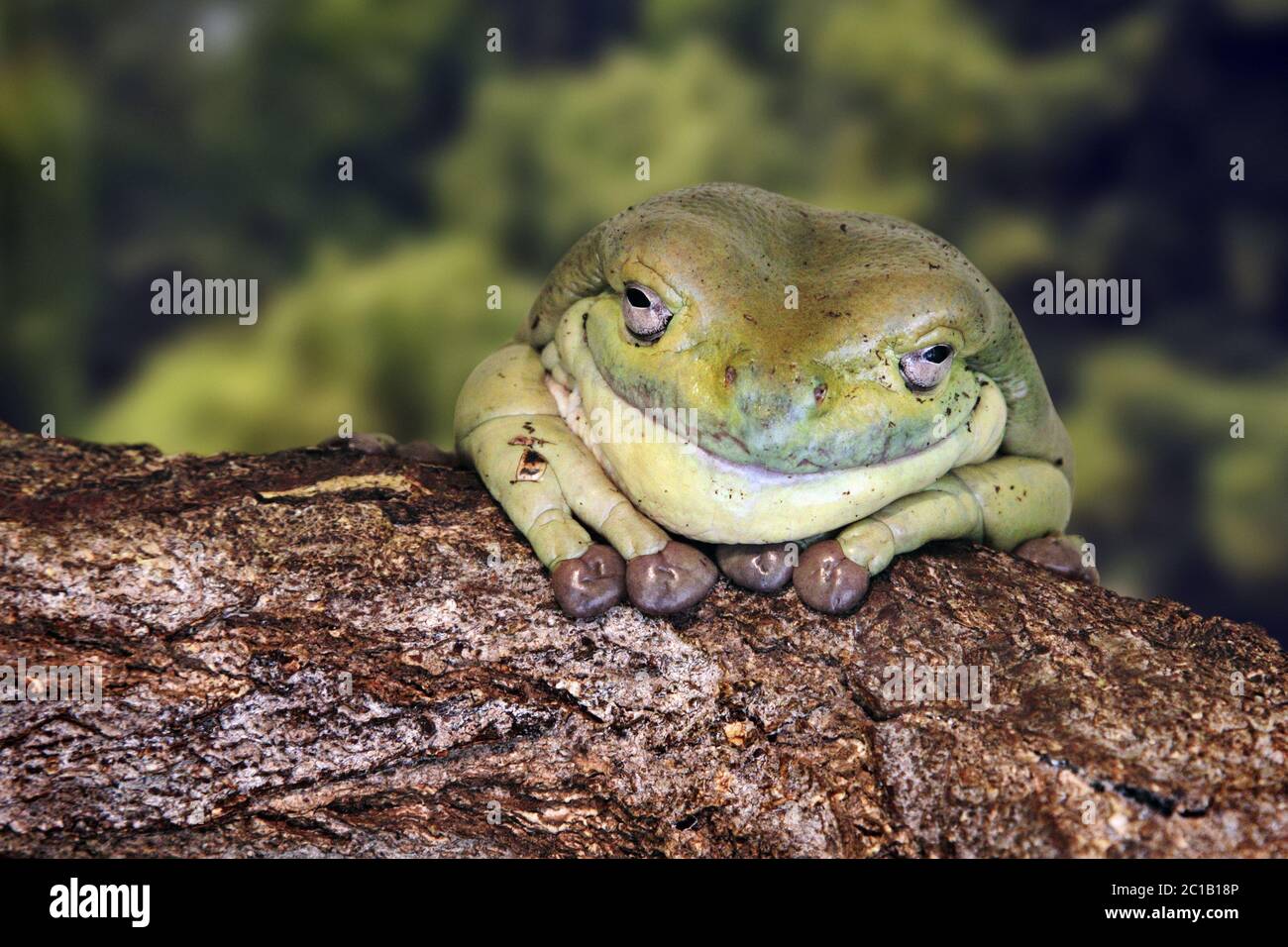 White-lipped tree frog - Litoria infrafrenata Stock Photo - Alamy
