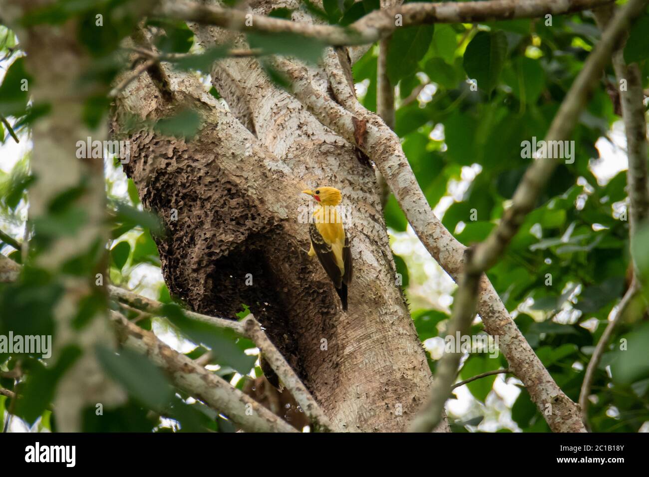 Cream-colored woodpecker (Celeus flavus peruvianus) in the Peruvian ...
