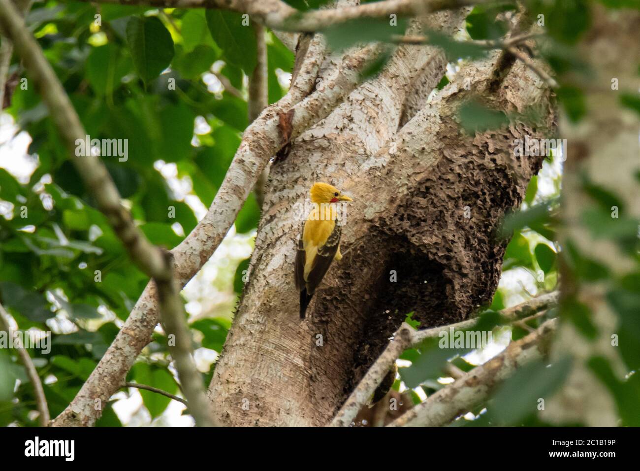 Cream-colored woodpecker (Celeus flavus peruvianus) in the Peruvian ...