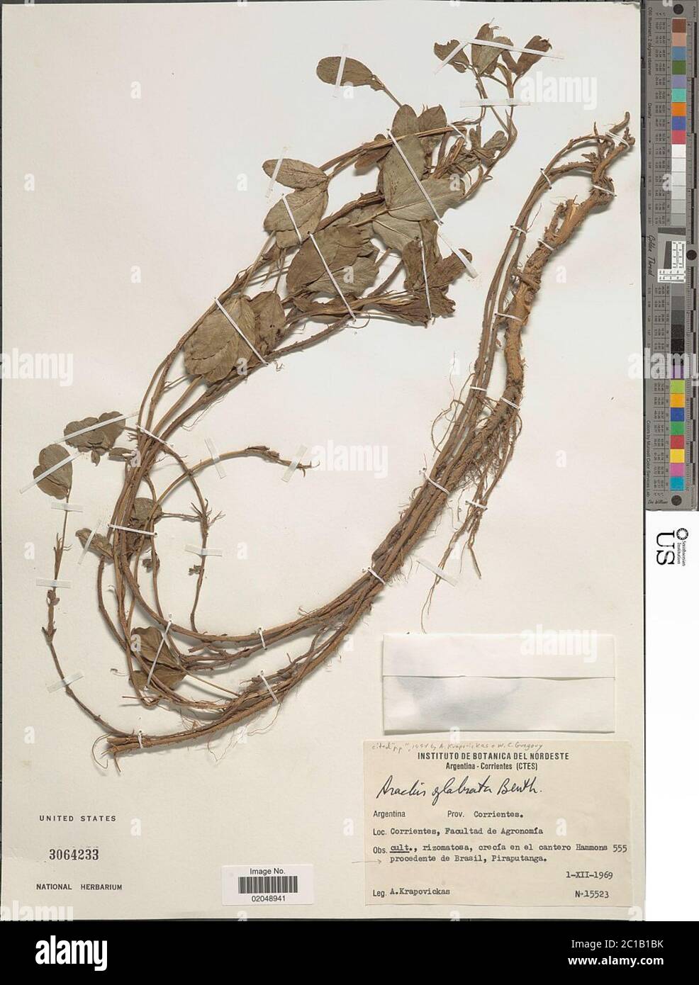 Arachis glabrata Benth Arachis glabrata Benth Stock Photo - Alamy