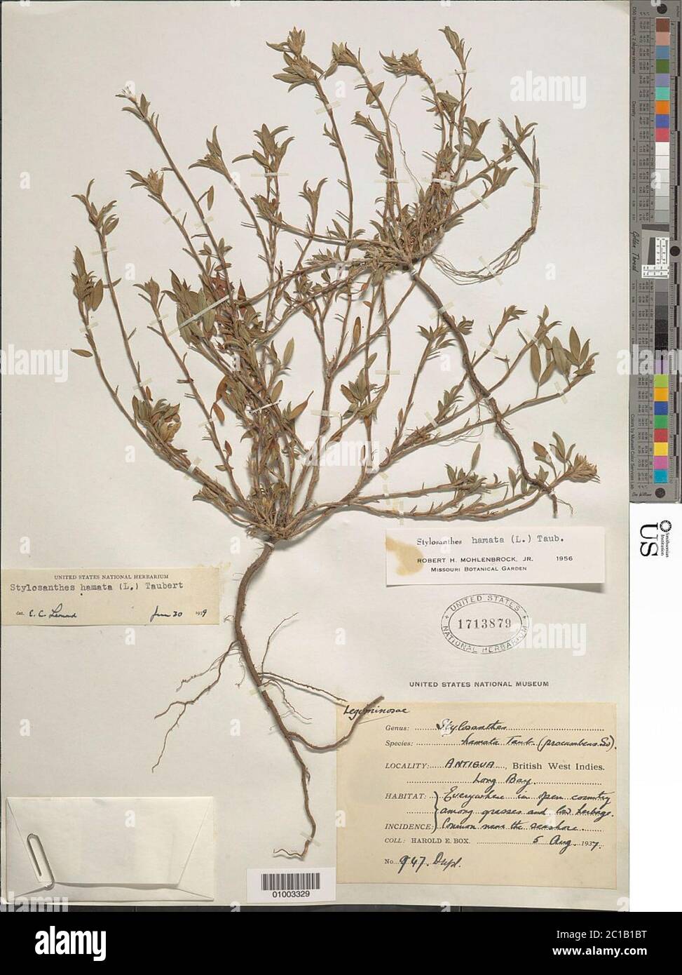 Stylosanthes hamata L Taub Stylosanthes hamata L Taub Stock Photo - Alamy