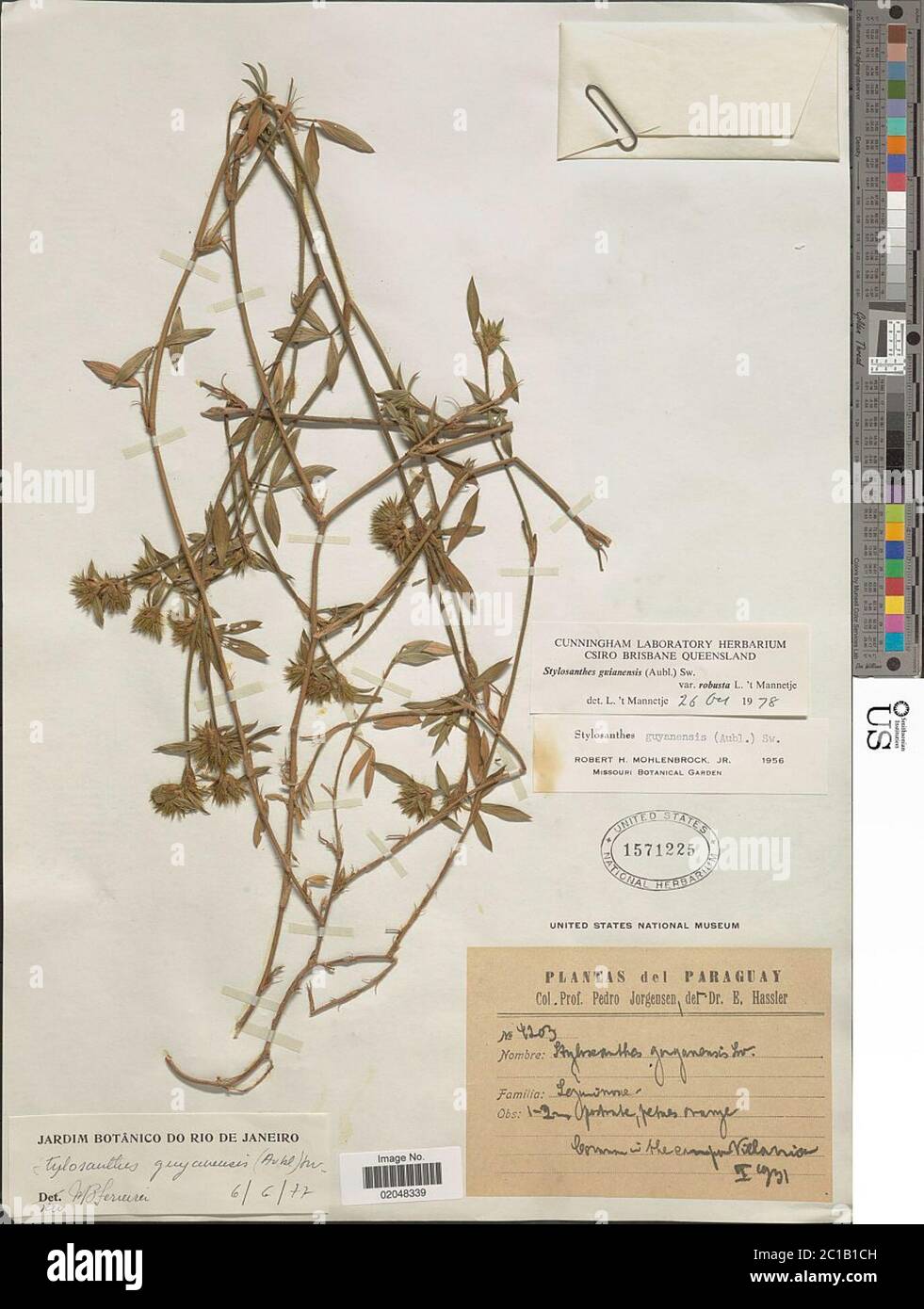 Stylosanthes guianensis var robusta t Mannetje Stylosanthes guianensis ...