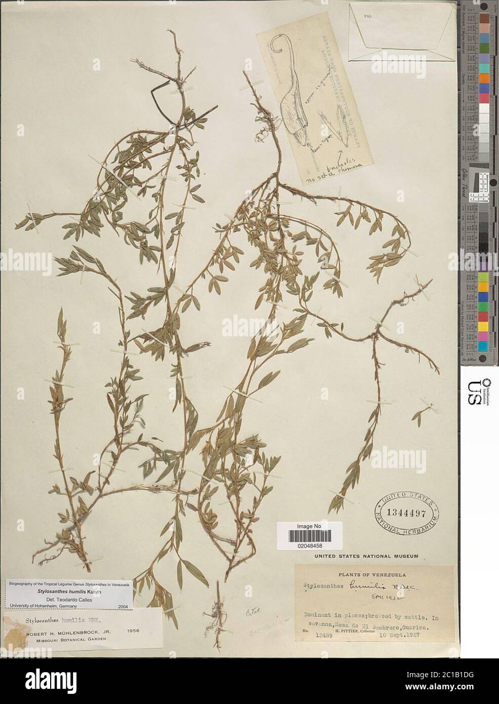 Stylosanthes humilis Kunth Stylosanthes humilis Kunth Stock Photo - Alamy