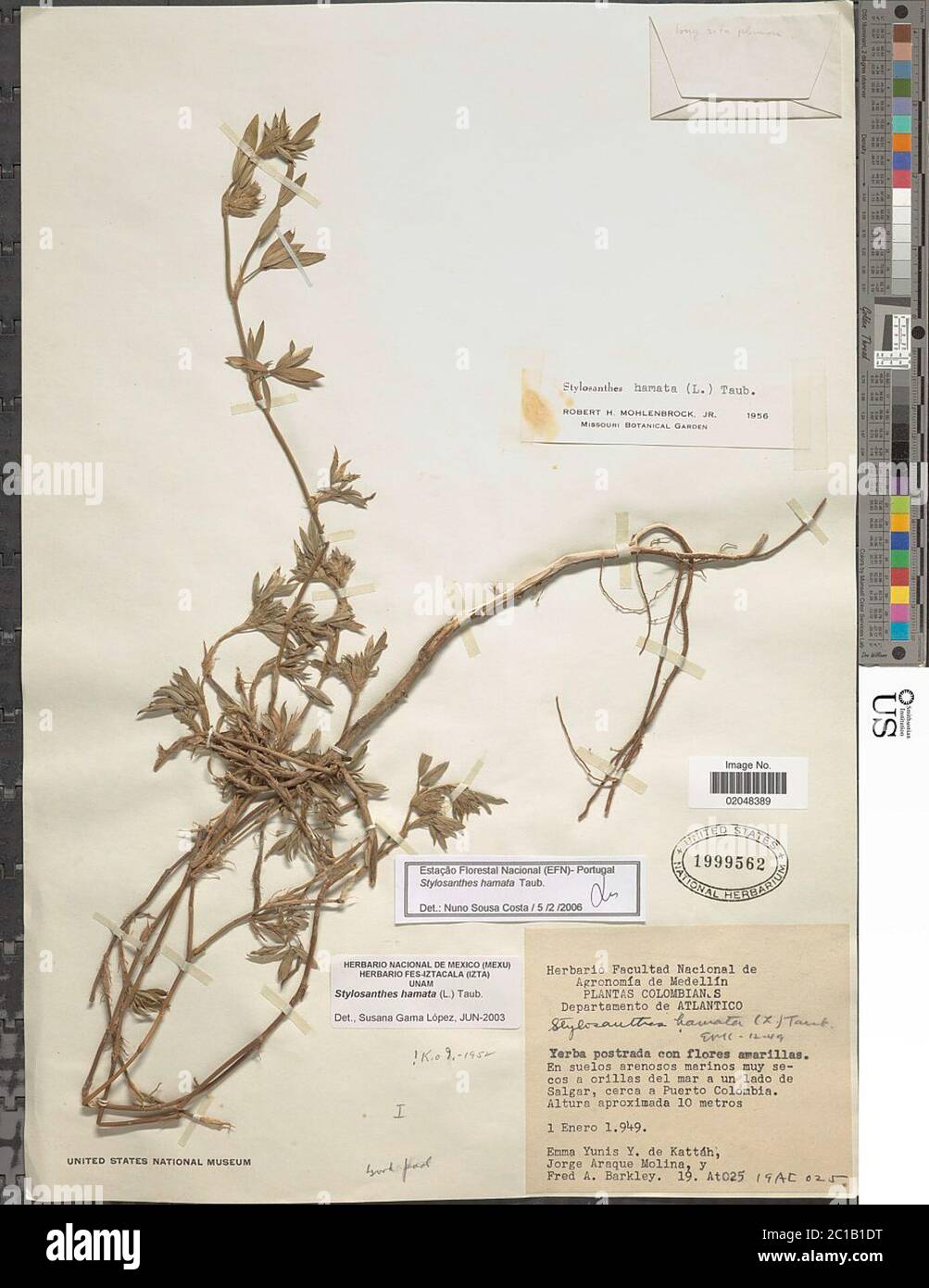 Stylosanthes hamata L Taub Stylosanthes hamata L Taub Stock Photo - Alamy