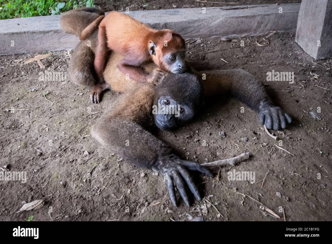 Mother and baby Woolly Monkey (Lagothrix) at Monkey Island near Iquitos ...