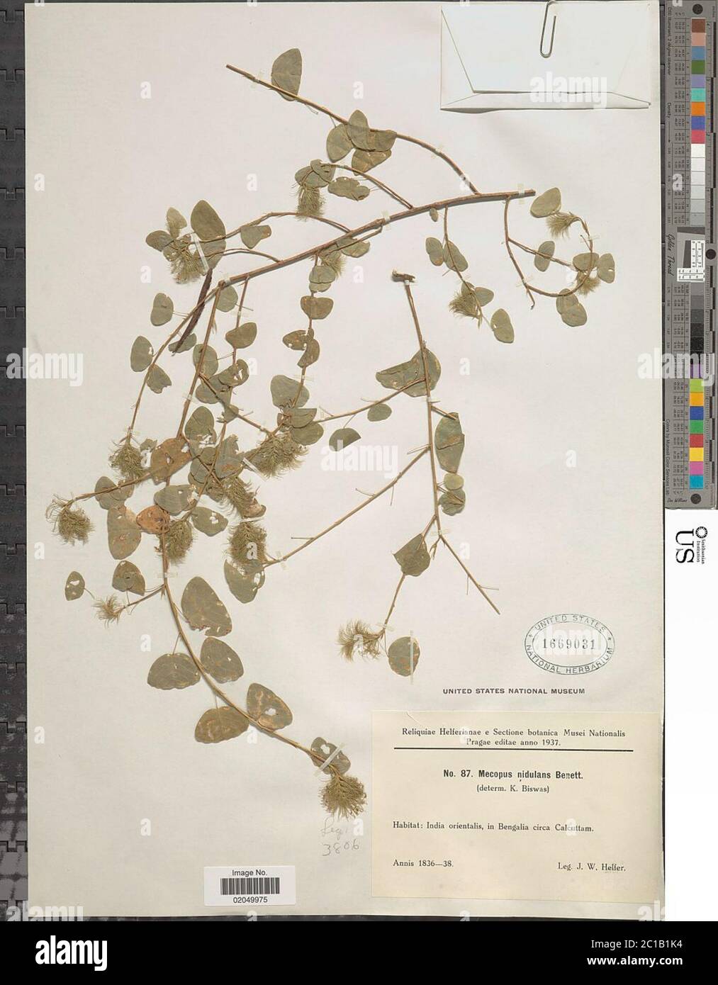 Mecopus nidulans Benn Mecopus nidulans Benn Stock Photo - Alamy