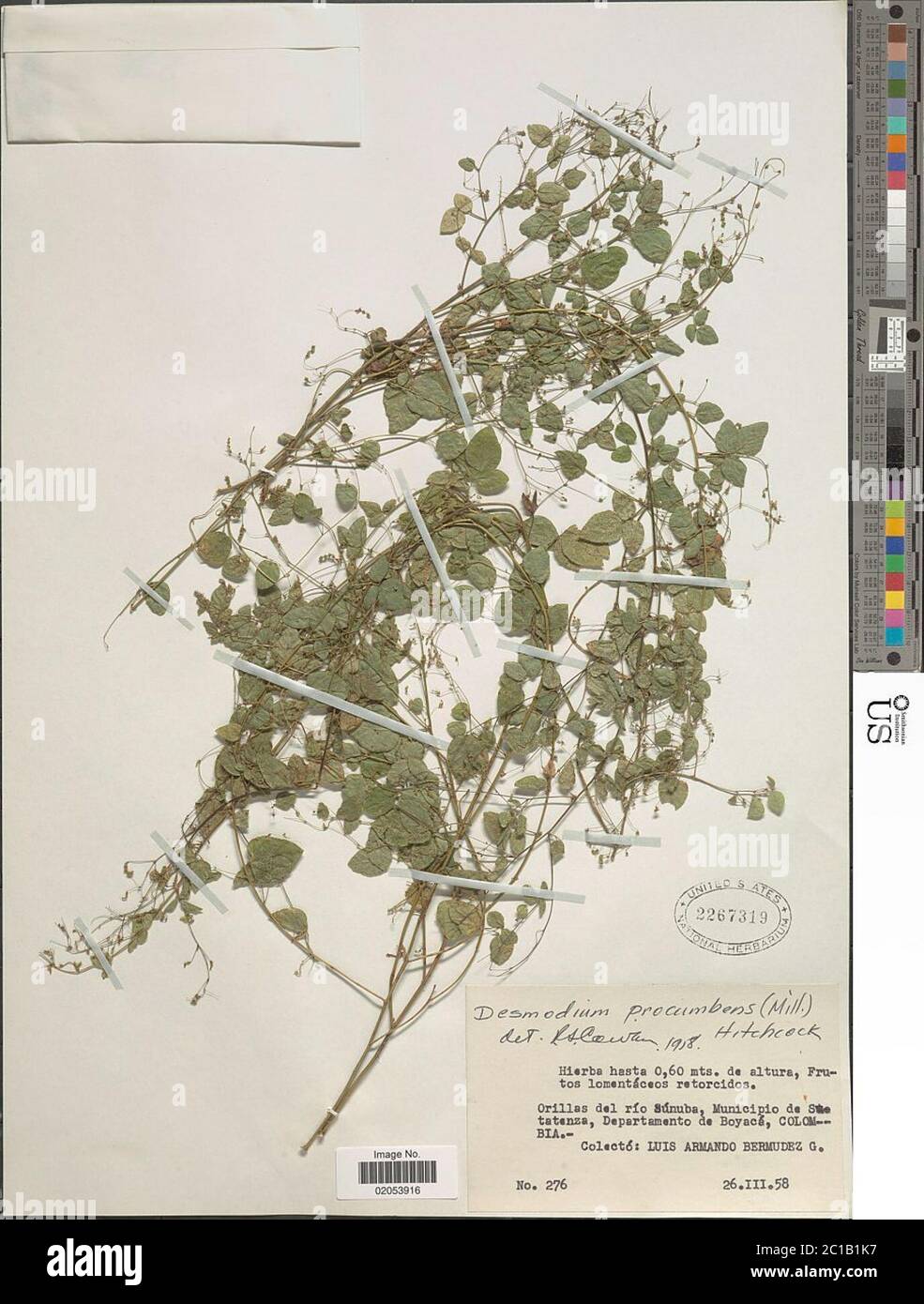 Desmodium procumbens hi-res stock photography and images - Alamy
