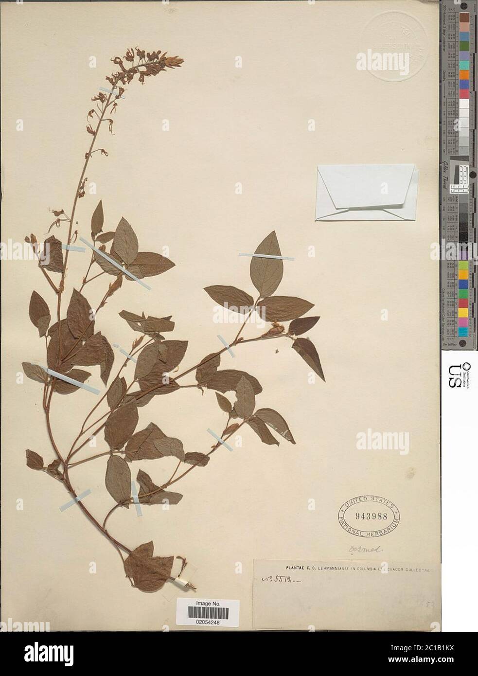Desmodium desmodium sp hi-res stock photography and images - Alamy