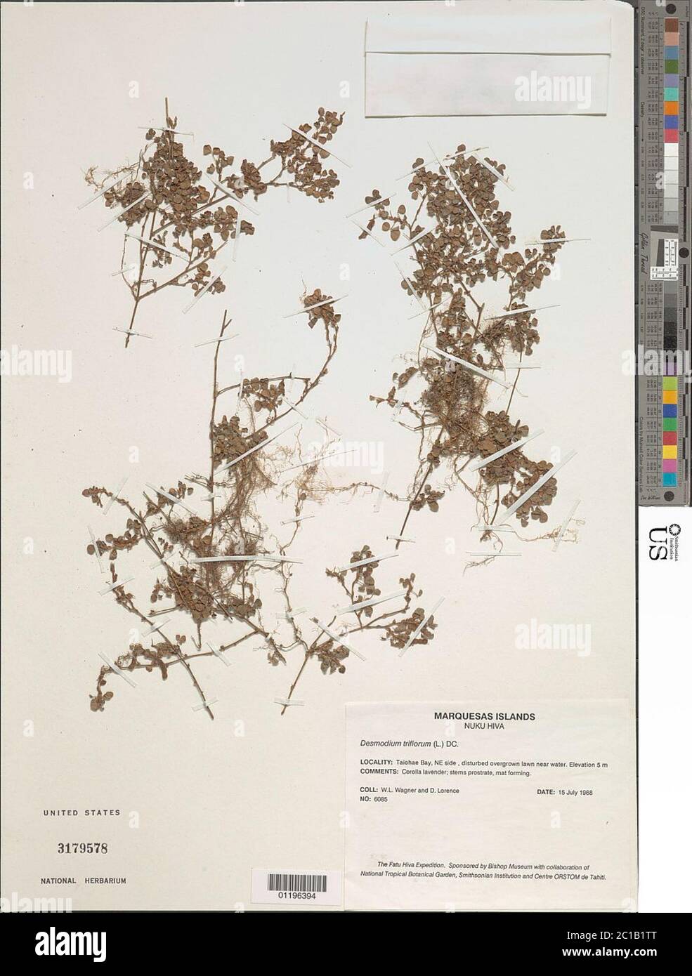 Desmodium triflorum L DC Desmodium triflorum L DC Stock Photo - Alamy