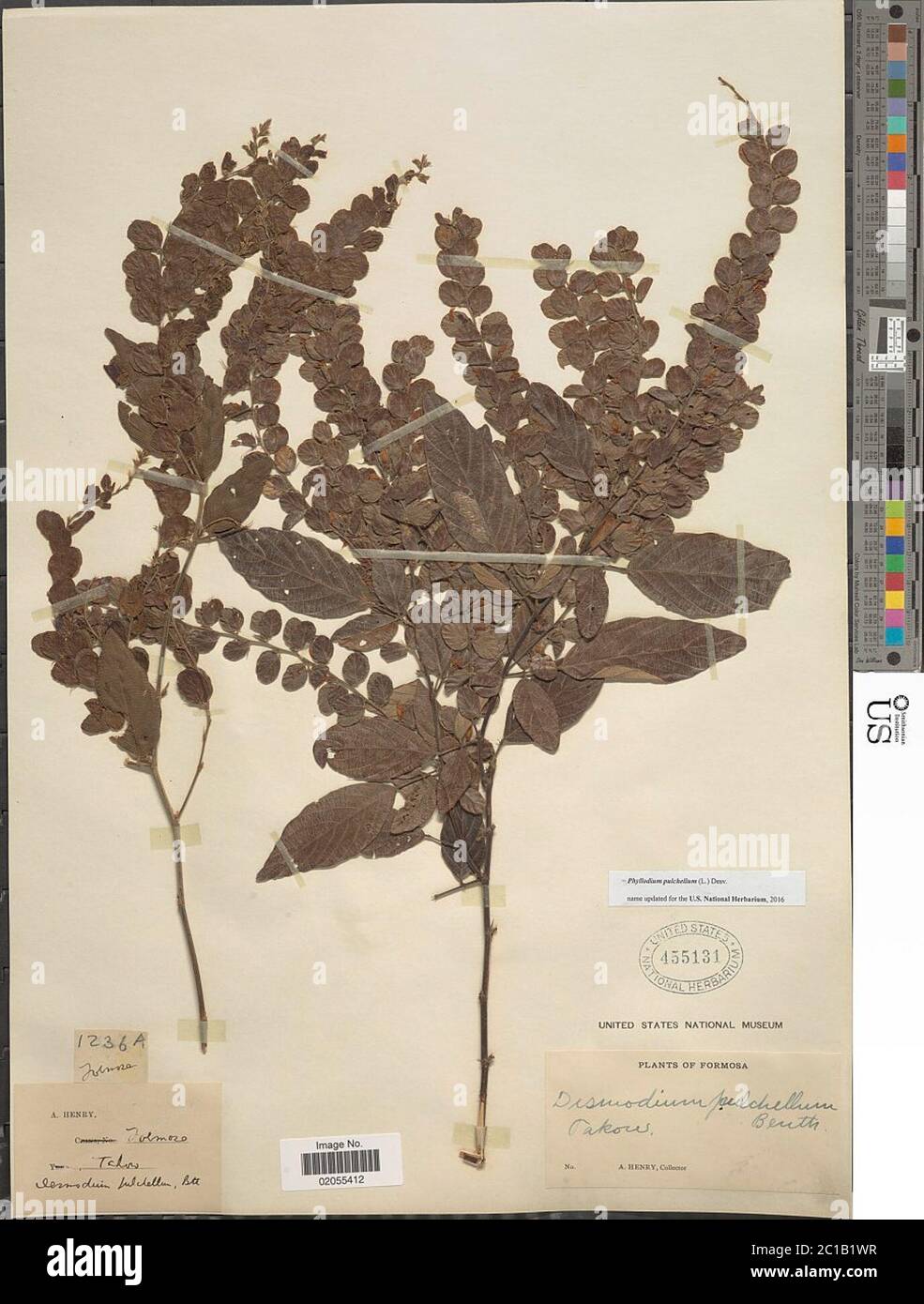 Phyllodium pulchellum hi-res stock photography and images - Alamy