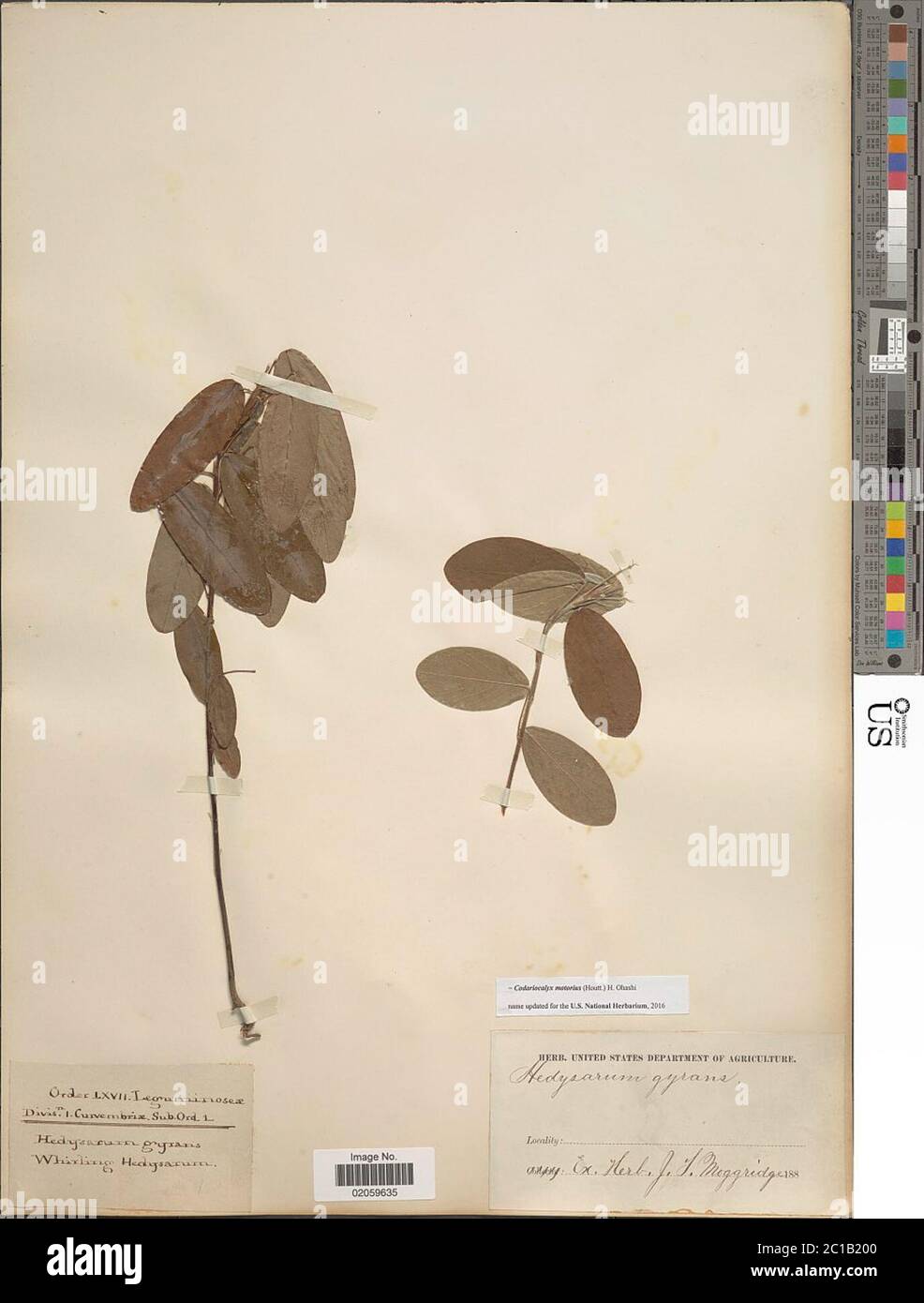 Codariocalyx motorius Houtt H Ohashi Codariocalyx motorius Houtt H ...