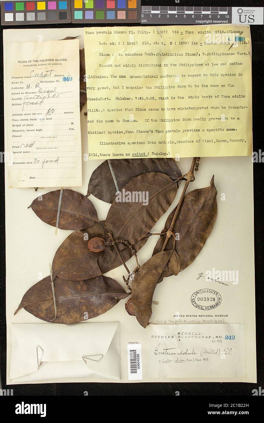 Gnetum hi-res stock photography and images - Alamy