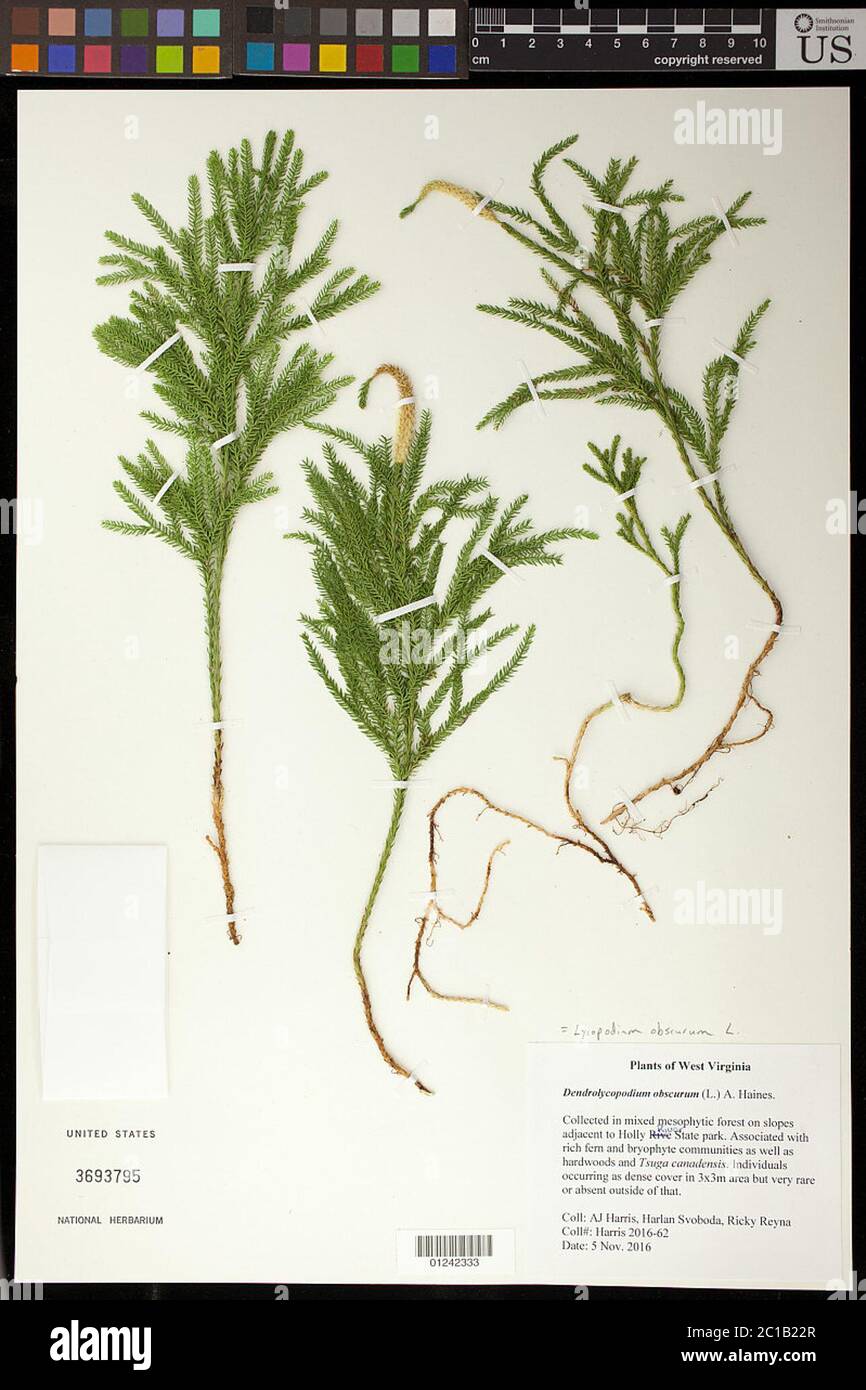 Lycopodium obscurum hi-res stock photography and images - Alamy