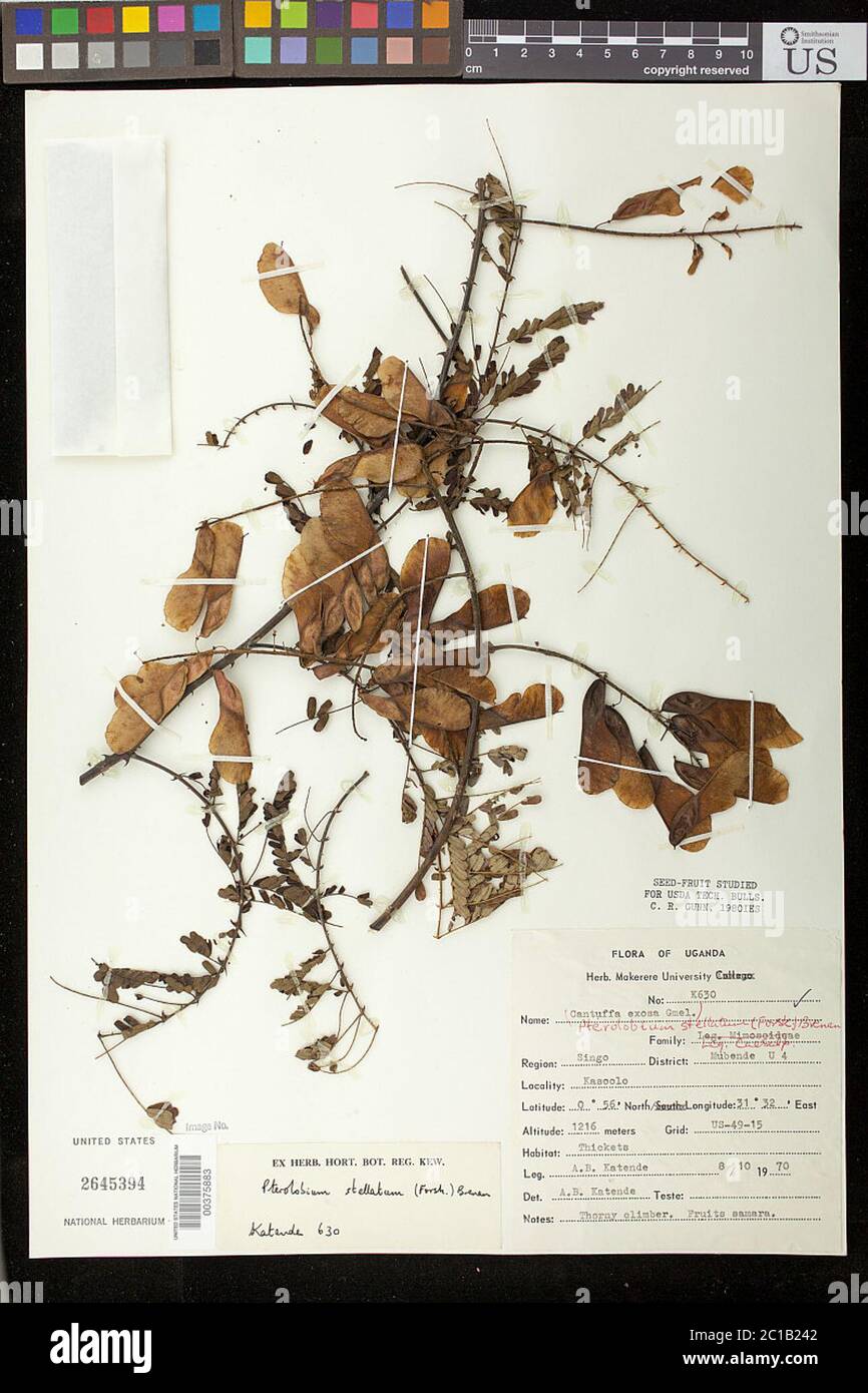 Pterolobium stellatum hi-res stock photography and images - Alamy