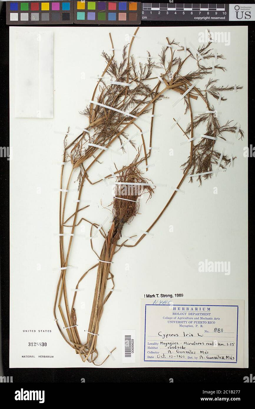 Cyperus iria hi-res stock photography and images - Alamy