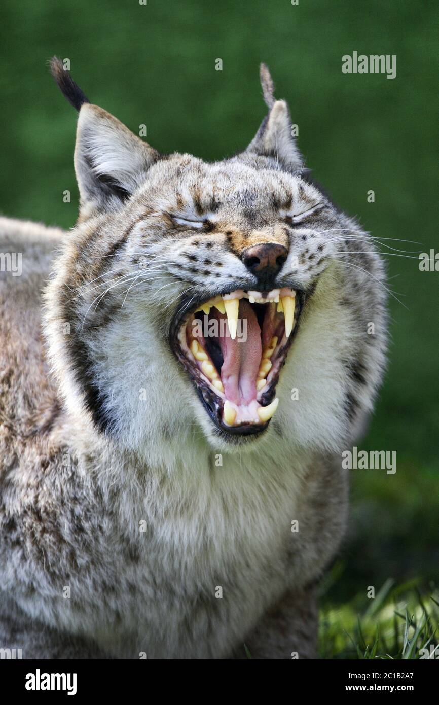Eurasian lynx - Lynx lynx Stock Photo - Alamy