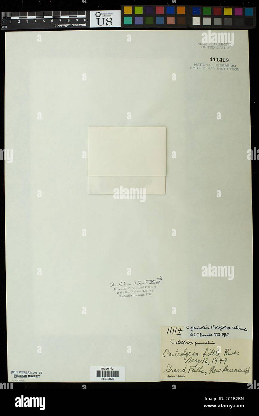 Calothrix parietina Calothrix parietina Stock Photo - Alamy