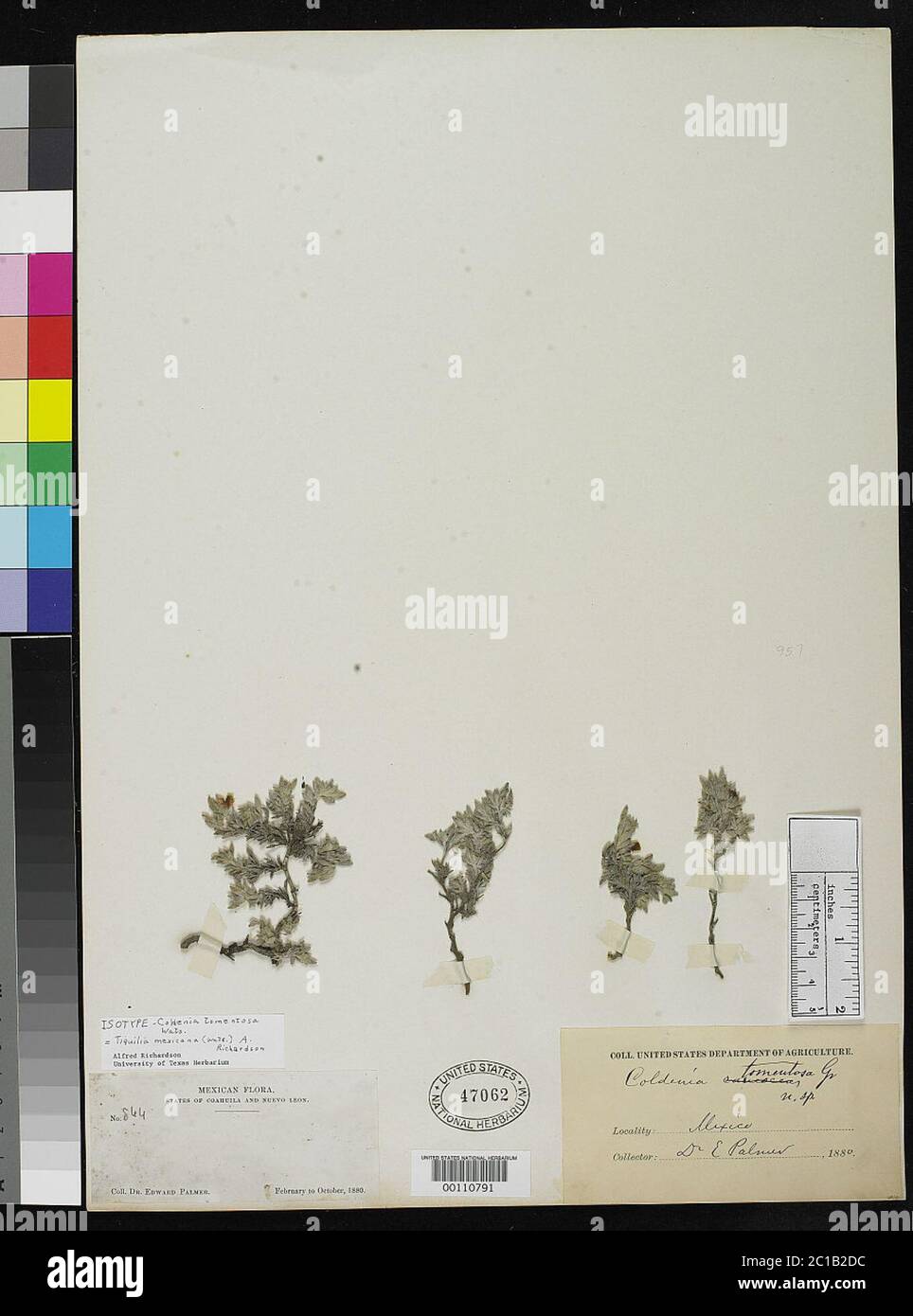 Coldenia hi-res stock photography and images - Alamy
