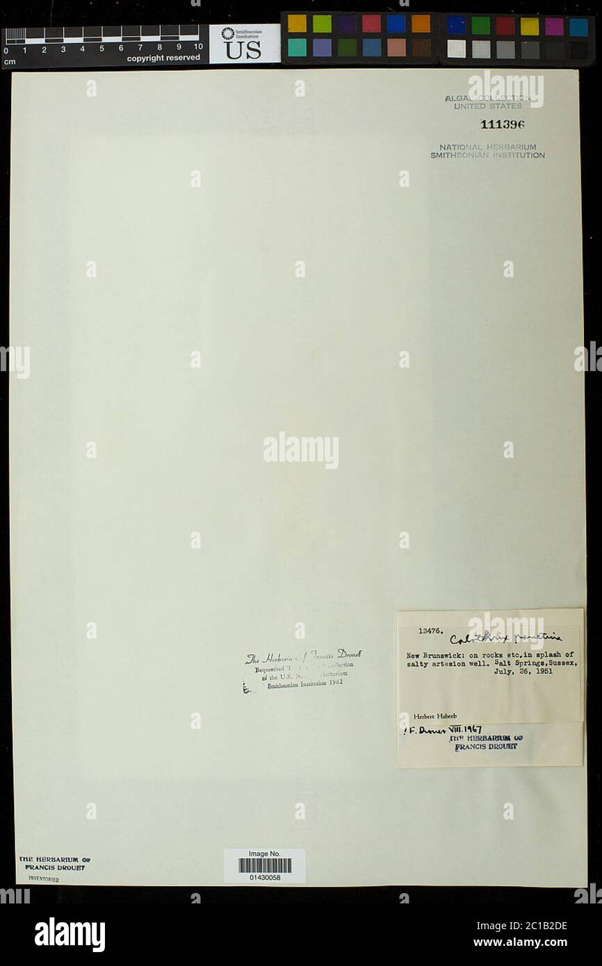 Calothrix parietina Calothrix parietina Stock Photo - Alamy