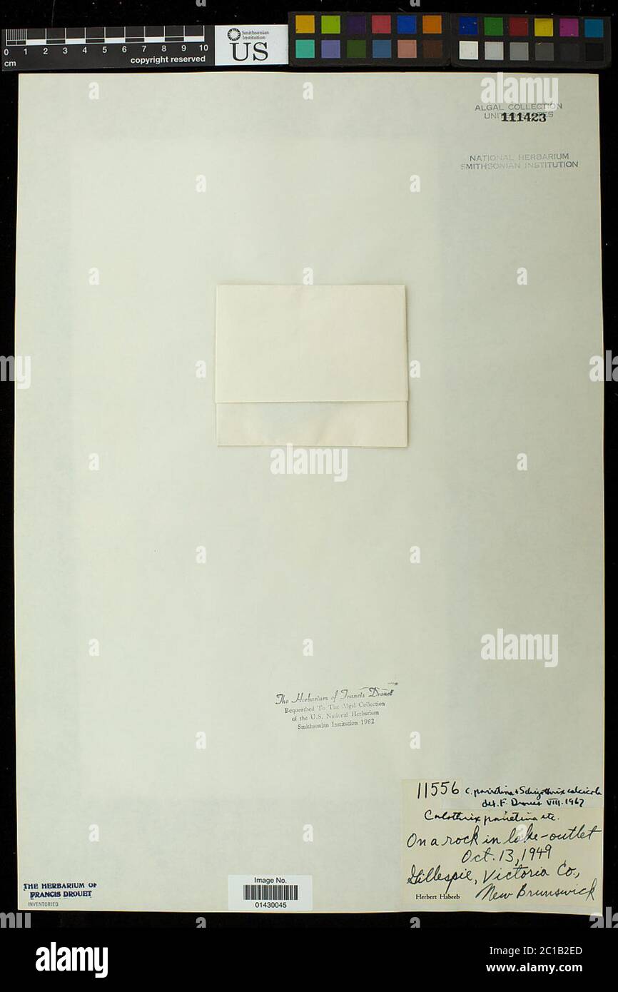 Calothrix parietina Calothrix parietina Stock Photo - Alamy