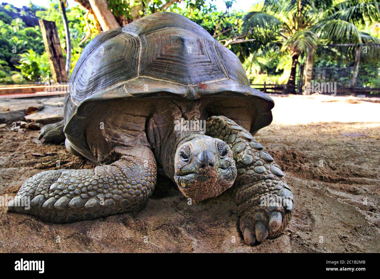 Friendly Tortoise High Resolution Stock Photography and Images - Alamy