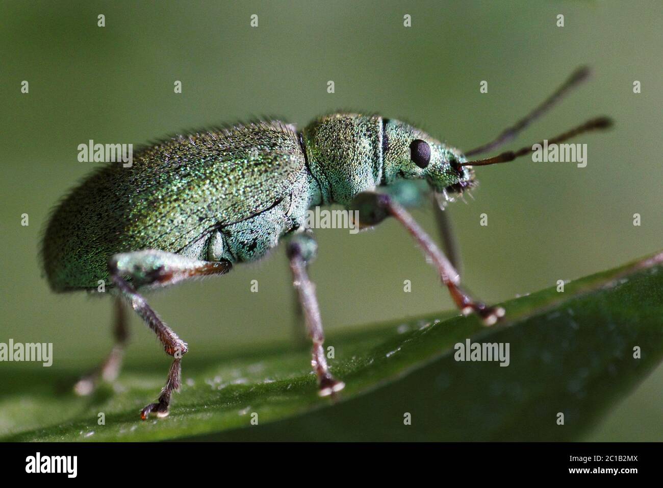 Nettle weevil - Phyllobius pomaceus Stock Photo - Alamy