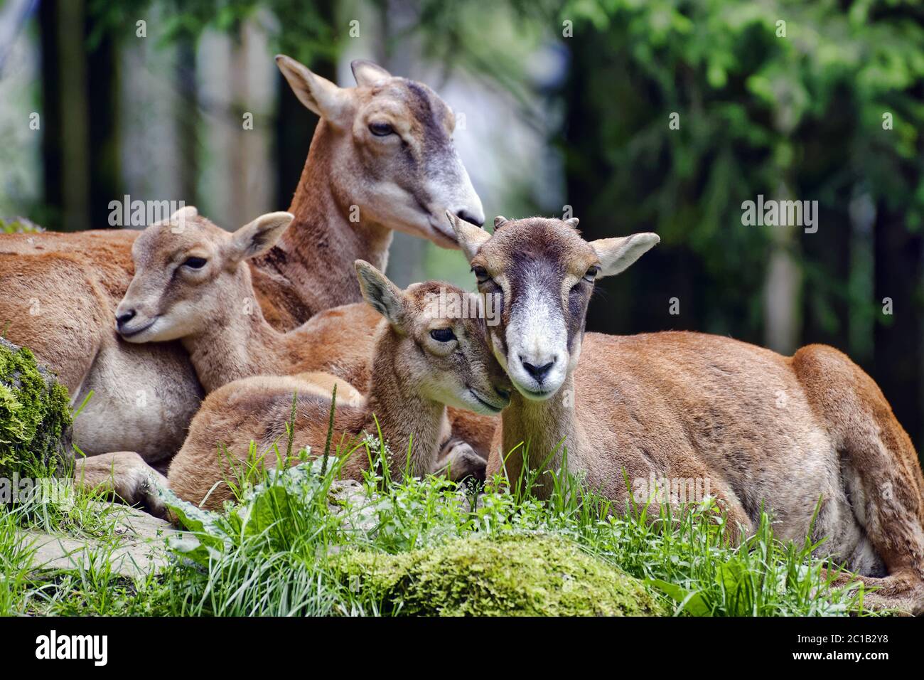 European mouflons (ewes & lambs) - Ovis orientalis musimon Stock Photo ...