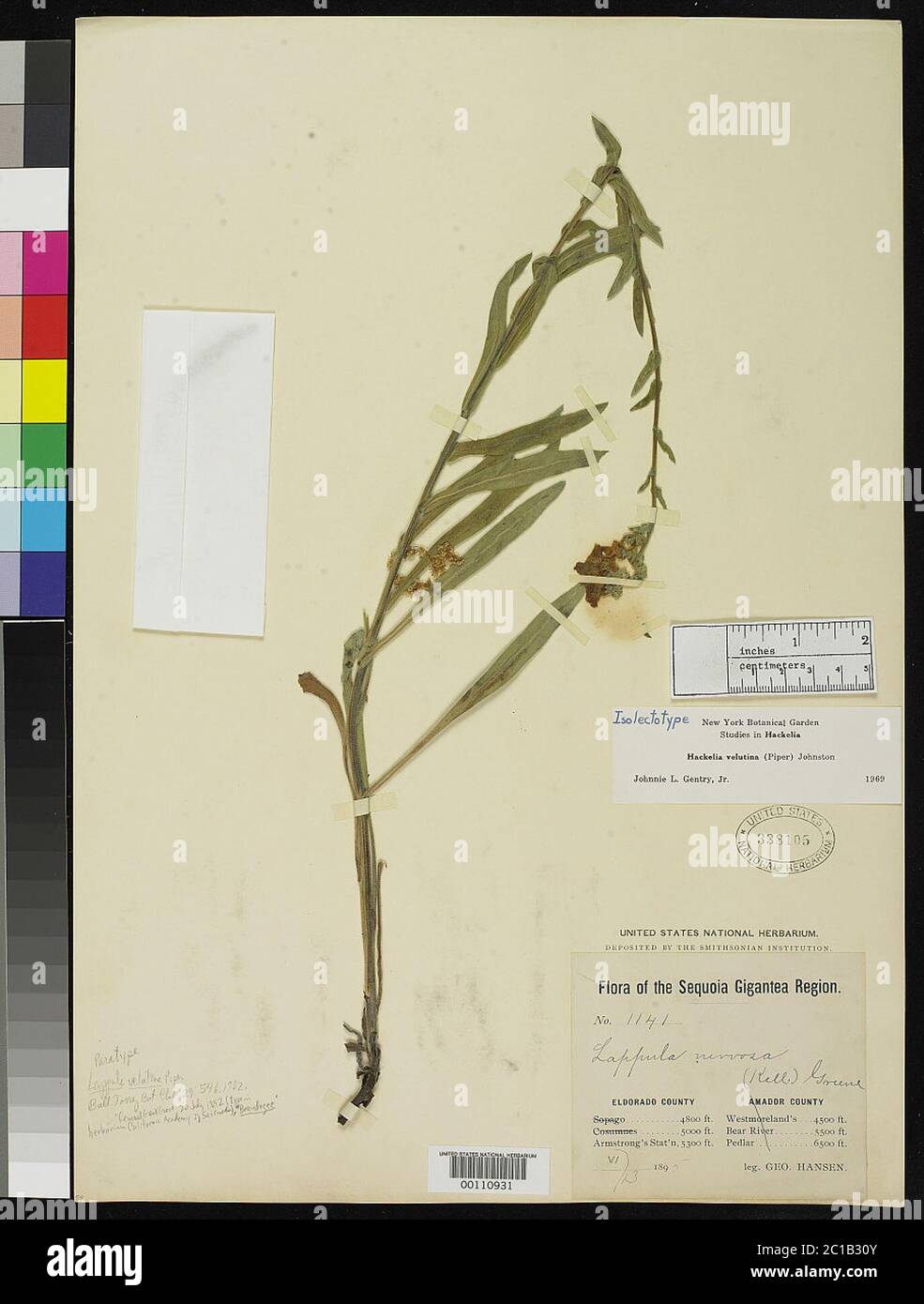 Lappula hi-res stock photography and images - Alamy