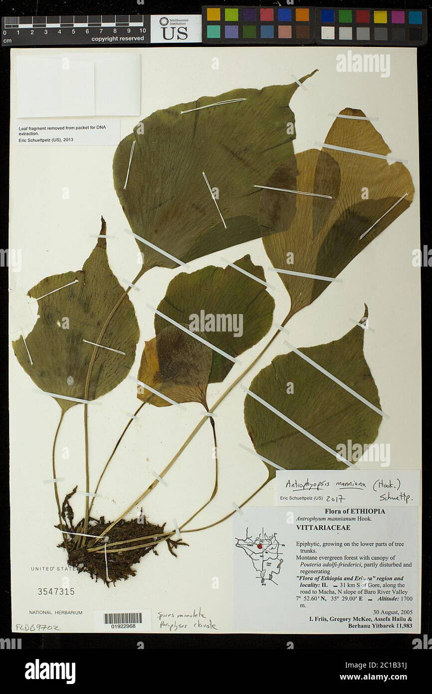 Antrophyopsis manniana W Hook Schuettp Antrophyopsis manniana W Hook ...