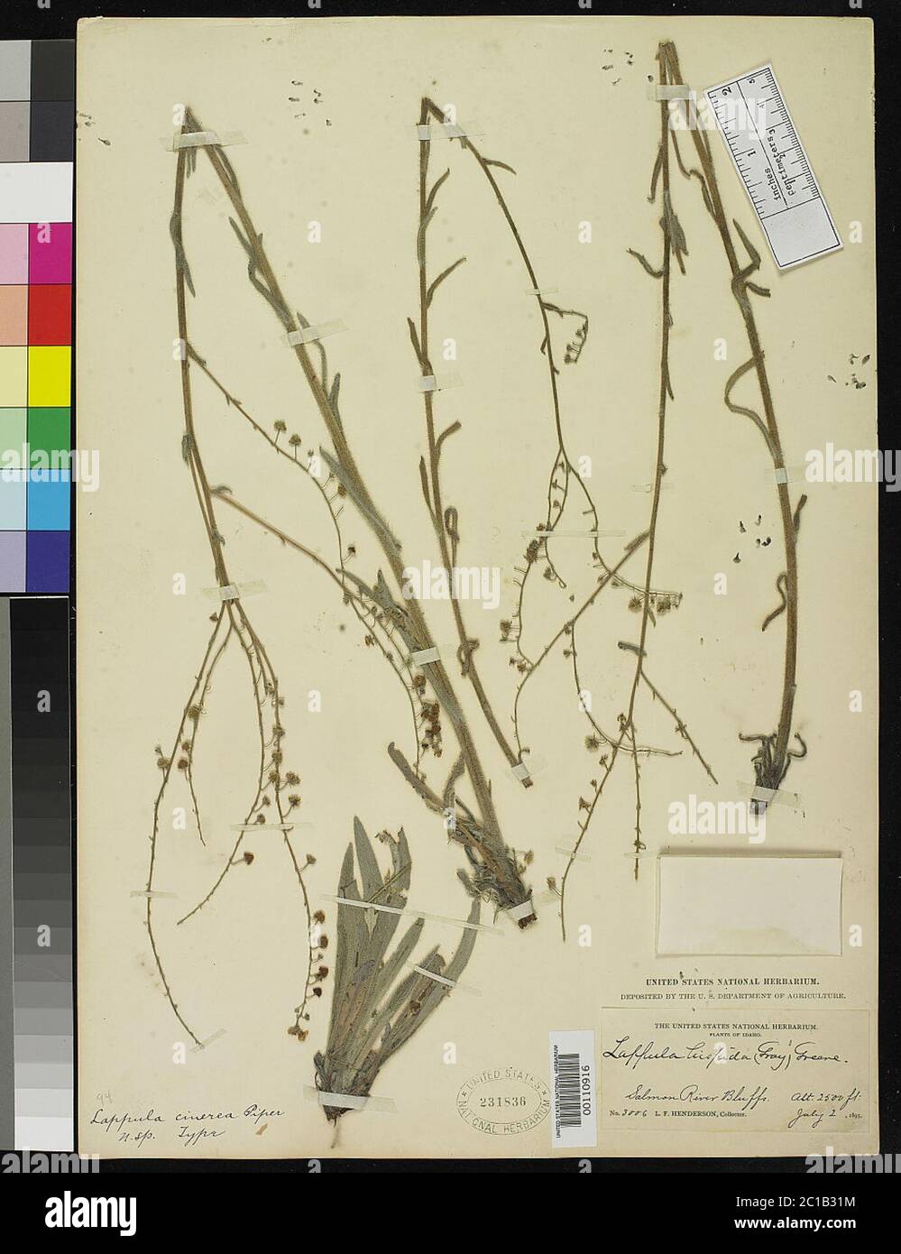 Lappula hi-res stock photography and images - Alamy