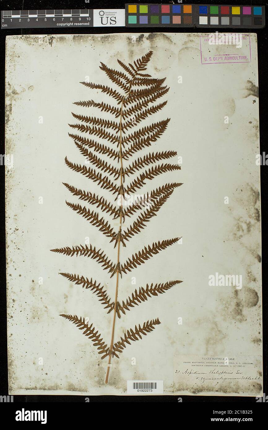 Thelypteris thelypteris hi-res stock photography and images - Alamy