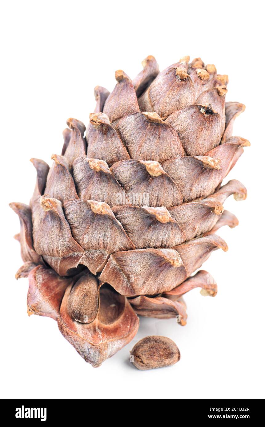 Cedar cone close-up isolated on white Stock Photo - Alamy
