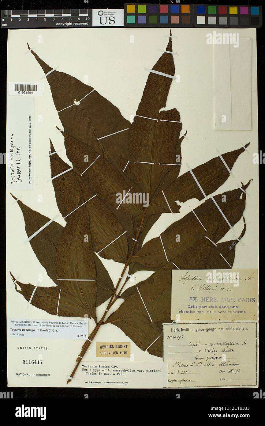 Tectaria hi-res stock photography and images - Alamy